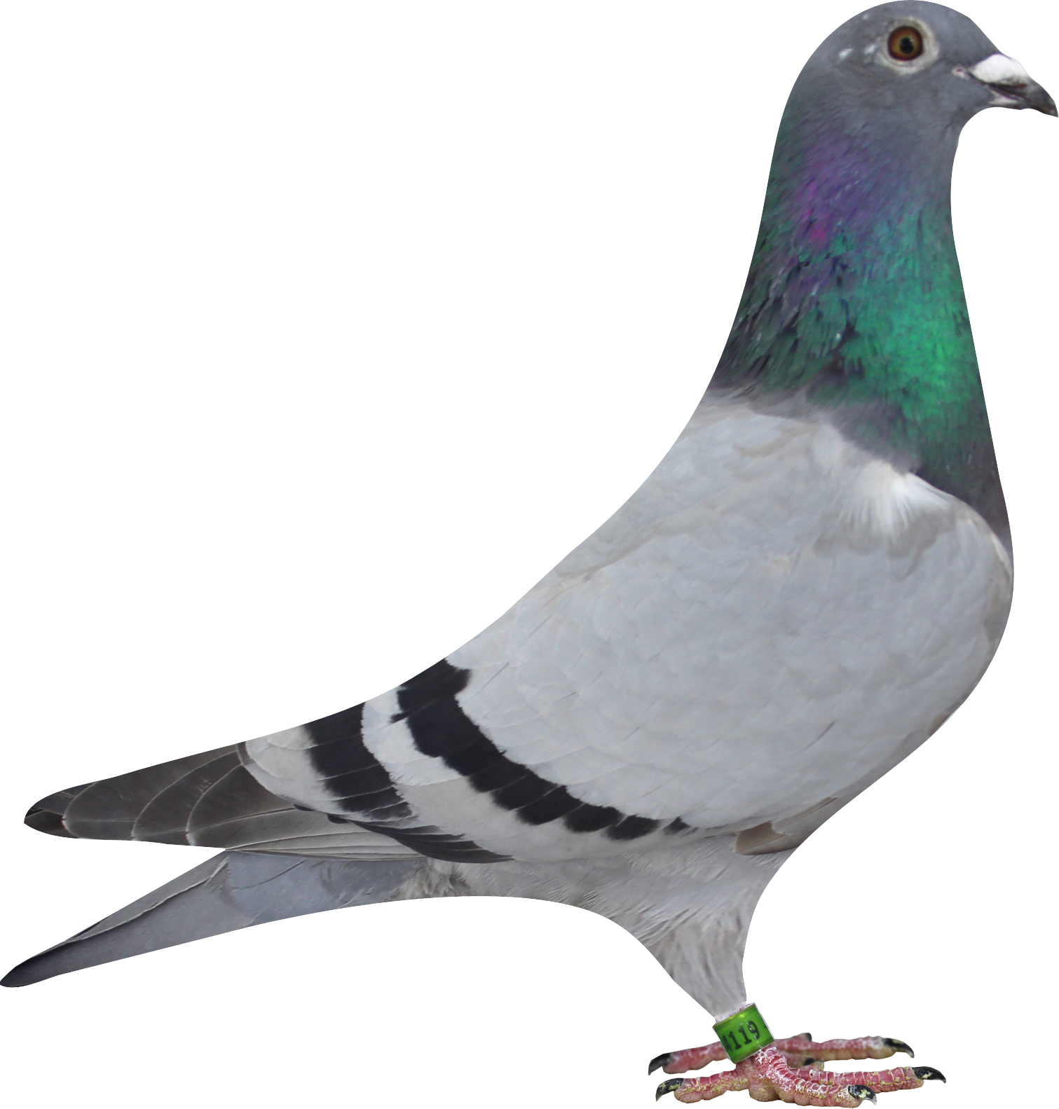 PL-034-23-4119 - oryg. Hańderek Wojciech, lotowany w Oddziale PZHGP 028 ...