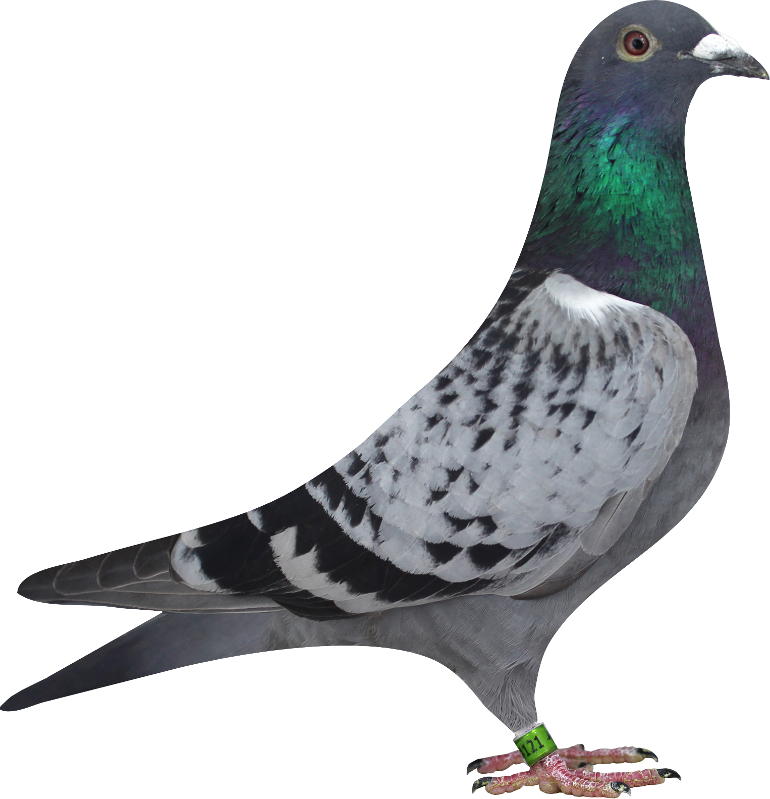 PL-034-23-4121 - oryg. Hańderek Wojciech, lotowany w Oddziale PZHGP 028 ...