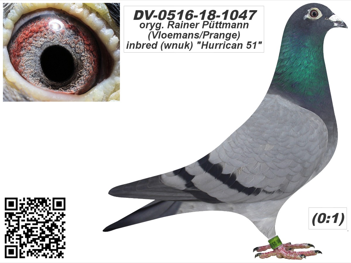 DV-0516-18-1047 - oryg. Rainer Püttmann (Vloemans/Prange), inbred (wnuk) "Hurrican 51 ...