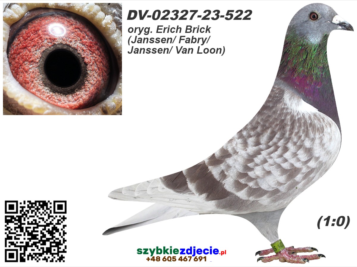 DV-02327-23-522 - oryg. Erich Brick (Janssen/ Fabry/ Janssen/ Van Loon) - gieldagolebi.pl